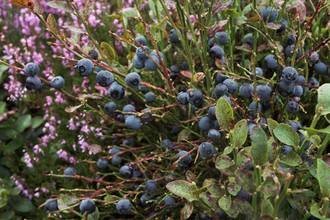 Bilberry | The Wildlife Trusts
