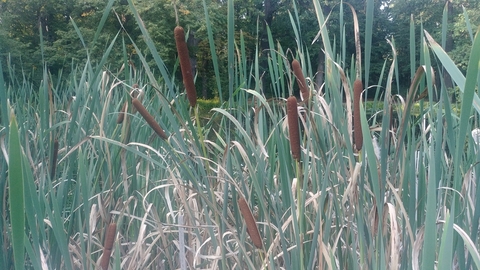 Reed Mace