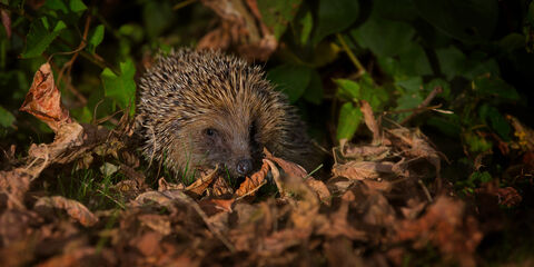 Saving hedgehogs | The Wildlife Trusts
