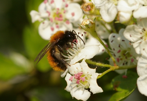 Tawny mining bee | The Wildlife Trusts