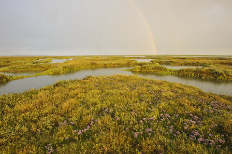 Saltmarsh and mudflats | The Wildlife Trusts