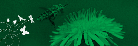 Your guide to taking action for insects at home | The Wildlife Trusts