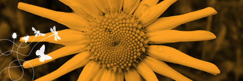 Action for Insects campaign | The Wildlife Trusts