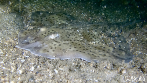 Spotted ray | The Wildlife Trusts