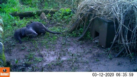 Caught on camera | The Wildlife Trusts