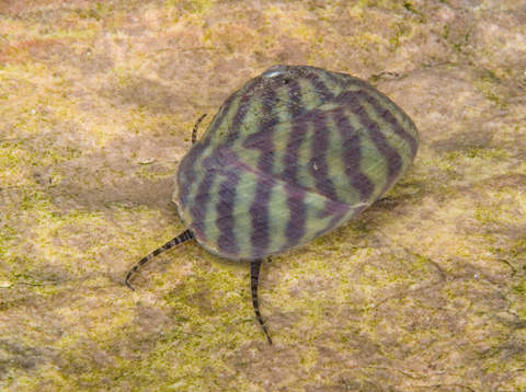 Purple topshell | The Wildlife Trusts