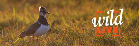 Thanks for signing up to to Wild LIVE! | The Wildlife Trusts