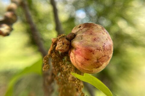 Oak apple gall wasp | The Wildlife Trusts