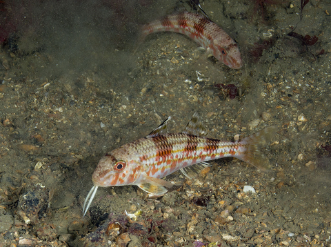Red mullet | The Wildlife Trusts