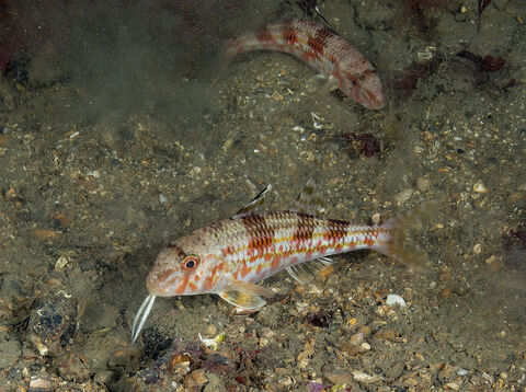 Red mullet | The Wildlife Trusts