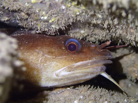 Shore rockling | The Wildlife Trusts