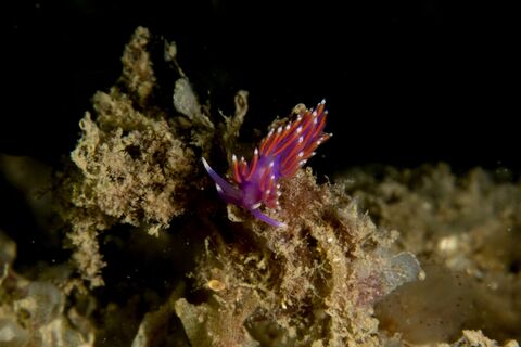 Year of the sea hare | The Wildlife Trusts