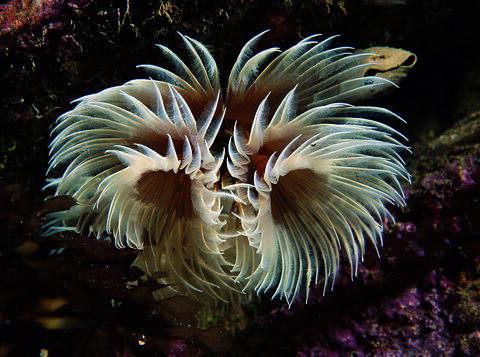 Twin fan worm | The Wildlife Trusts