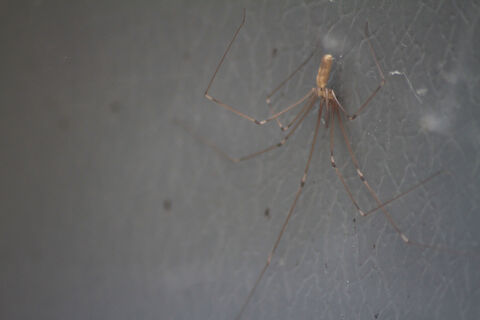 Cellar spider | The Wildlife Trusts