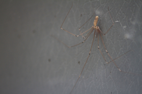Cellar spider | The Wildlife Trusts