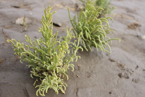 Common glasswort | The Wildlife Trusts