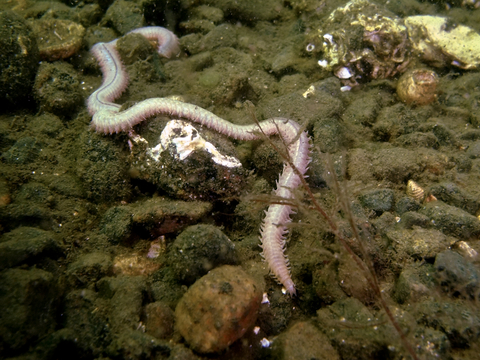 Ragworm | The Wildlife Trusts