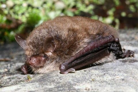 Alcathoe bat | The Wildlife Trusts