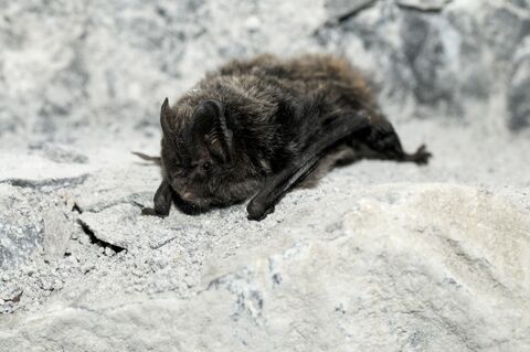 Barbastelle bat | The Wildlife Trusts