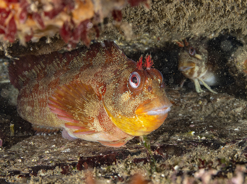 Meet the tompot blenny - ‘The small fish with a big personality’ | The ...