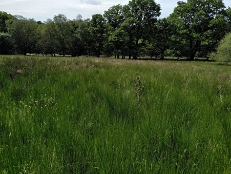 Rhôs Pasture Restoration Project in Radnorshire | The Wildlife Trusts