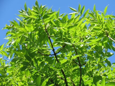 Ash | The Wildlife Trusts