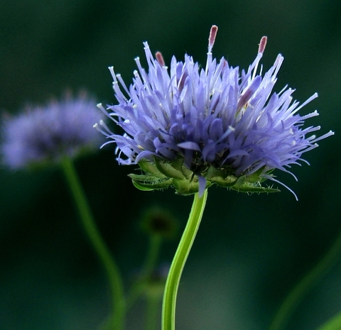 Sheep's-bit | The Wildlife Trusts