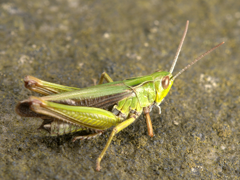 Green Grasshopper Species