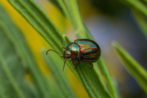 Rosemary beetle | The Wildlife Trusts