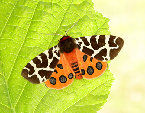 Garden tiger moth | The Wildlife Trusts