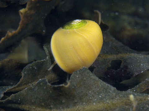 Periwinkle Sea Creature