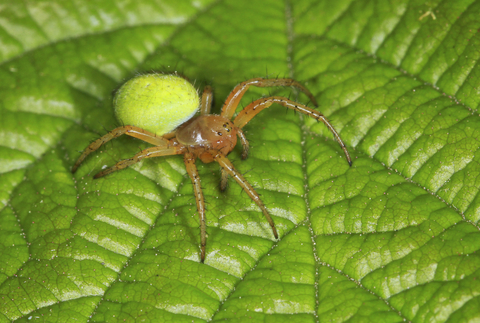 Cucumber spider | The Wildlife Trusts