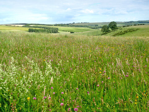 Coronation Meadows | The Wildlife Trusts