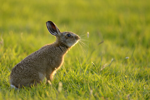 Defend Nature | The Wildlife Trusts