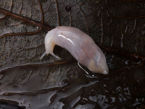 Ghosts, goblins and witches | The Wildlife Trusts