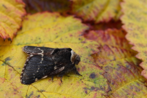December moth | The Wildlife Trusts