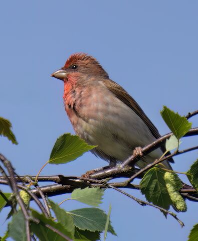 Common rosefinch | The Wildlife Trusts