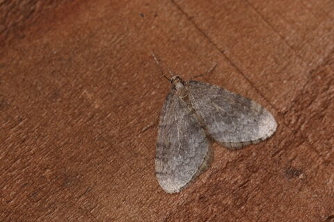 Winter moth | The Wildlife Trusts