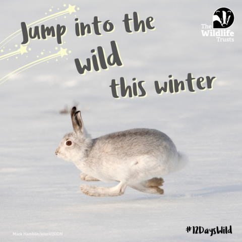 12 Days Wild thank you | The Wildlife Trusts