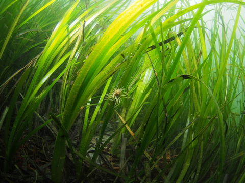 Transformative new investment for Cornish nature on land and at sea ...