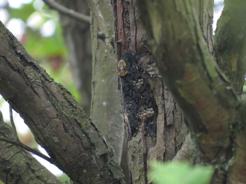 Death's-head hawk-moth | The Wildlife Trusts