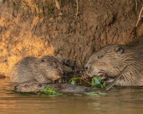 Beavers are coming home! | The Wildlife Trusts