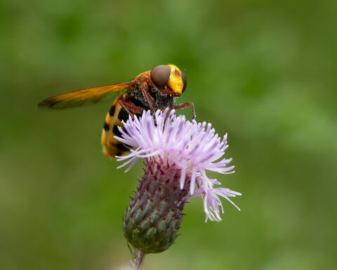 Wild about Gardens campaign asks us all to become hoverfly heroes | The ...