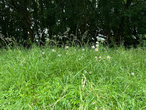 Biodiversity Benchmark at Chineham Park: Club BB Meets for 2025 | The ...