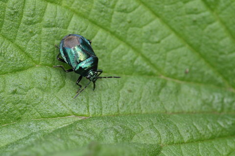 Take a bug safari | The Wildlife Trusts