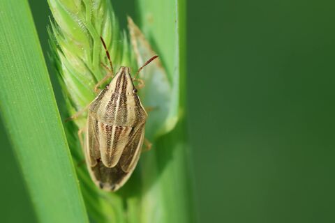 Bishop's mitre shieldbug | The Wildlife Trusts