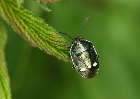 Brassica shieldbug | The Wildlife Trusts