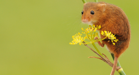 Content Seeds: Digital Bitesize | The Wildlife Trusts