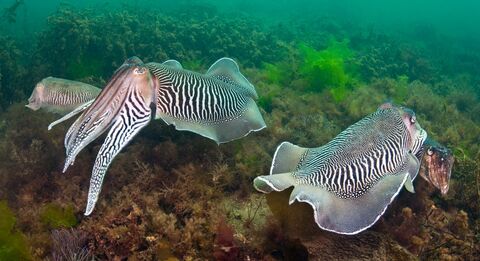 New wave of protection for the sea announced today | The Wildlife Trusts