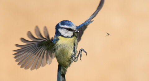 Views of nature from windows | The Wildlife Trusts